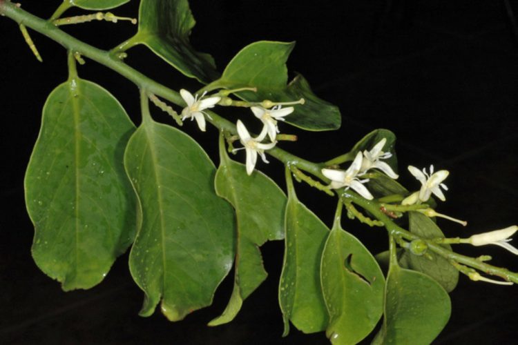 Capulana e mussiro: os dois segredos culturais da beleza moçambicana